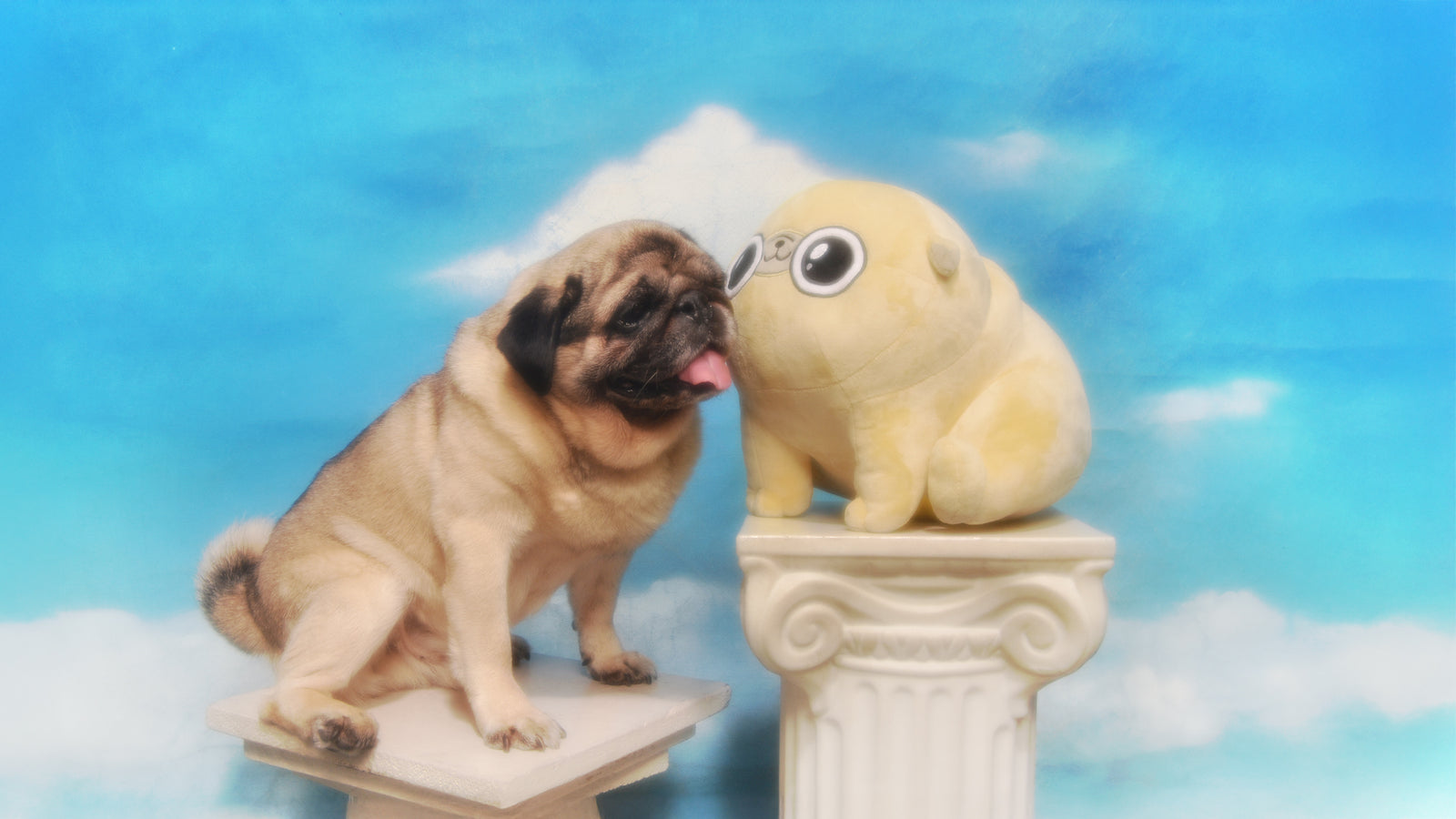 Mochi the Pug and Gemma Gene